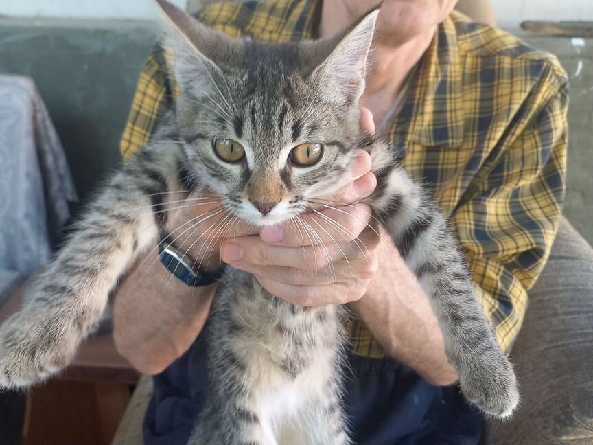 Котёнок мальчик,3месяца