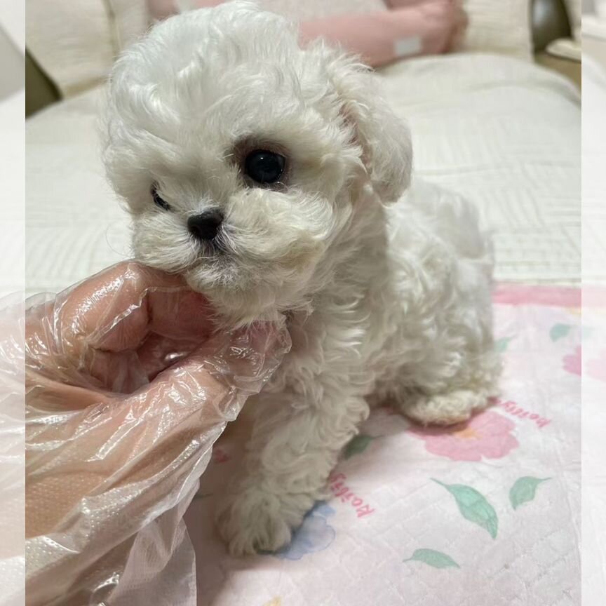 Бишон фризе, щенок