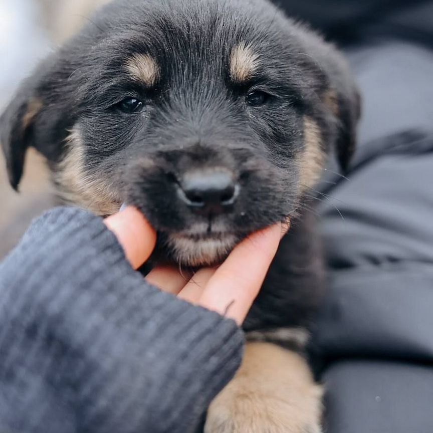 Щенки бесплатно в дар