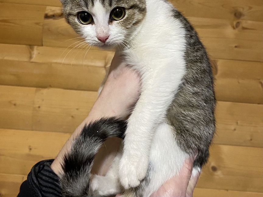 Котенок Кроша в добрые руки