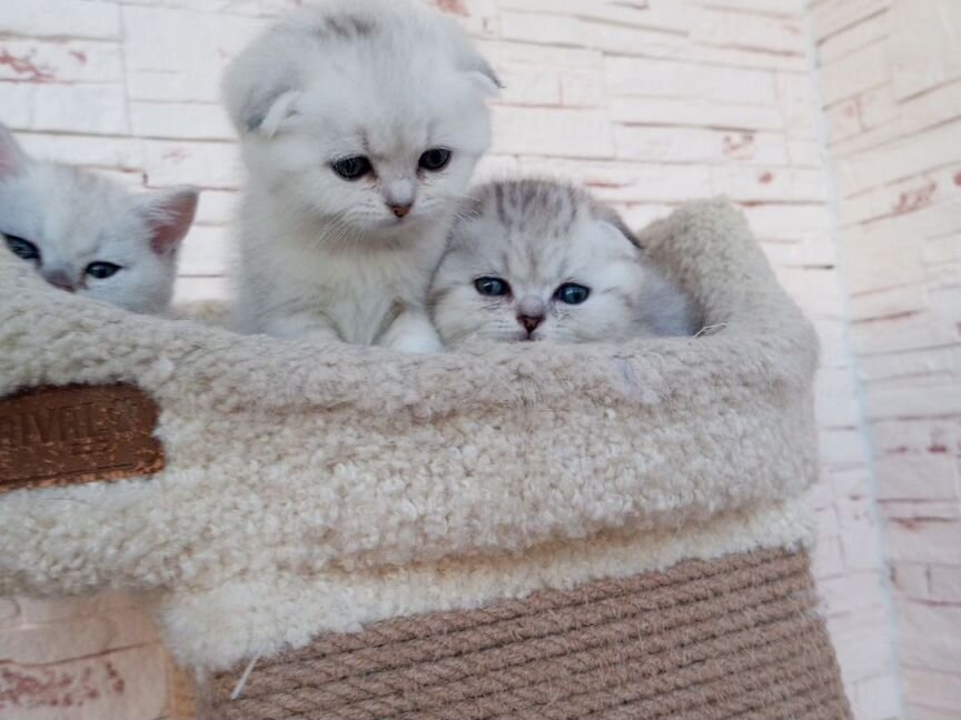 Шотландские серебристые шиншиллы