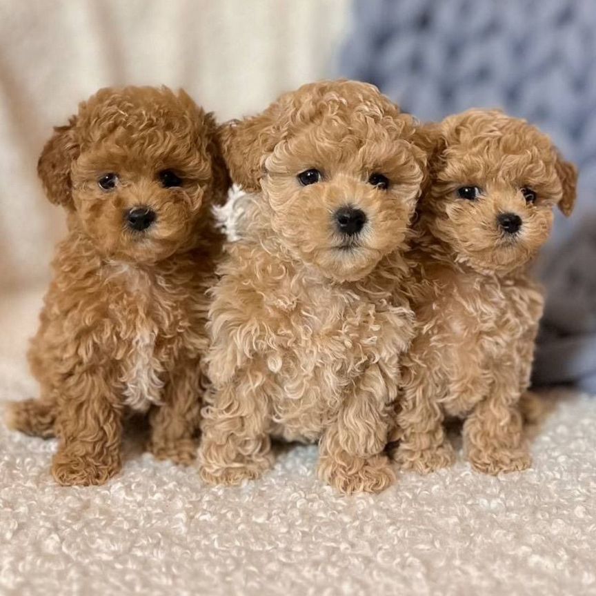 Мальтипу, щенок