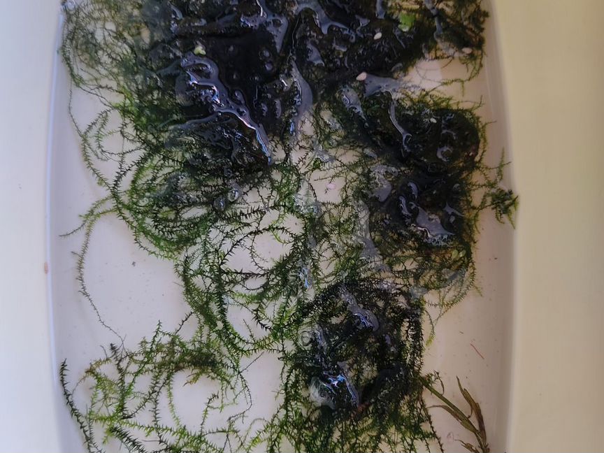 Яванский мох