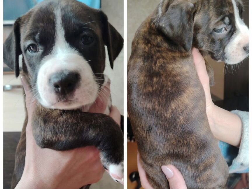 Амстафф щенки