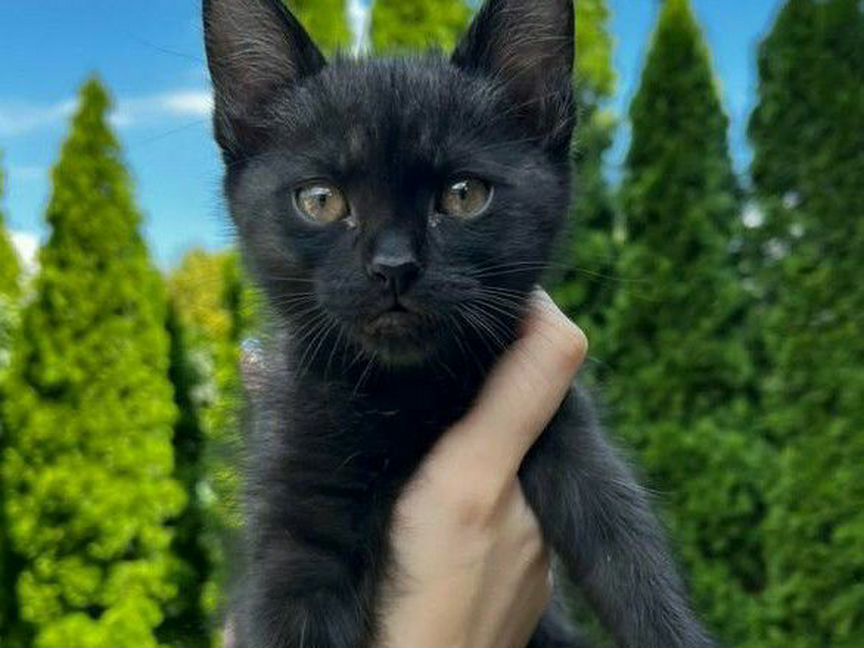 Котенок мальчик