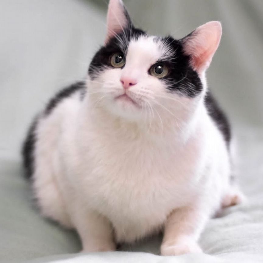 Взрослая, кошка в добрые руки