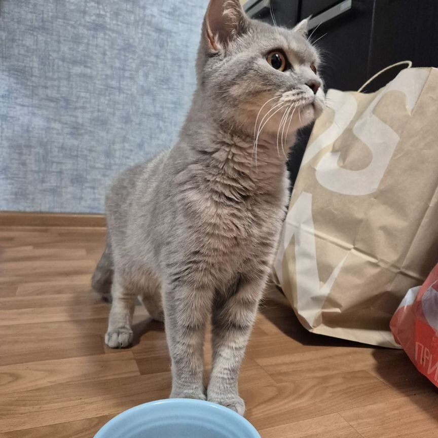 Отдам кошку в добрые руки