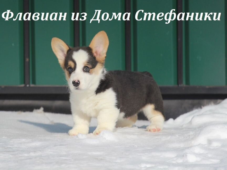 2 мальчика Корги Пемброк 40тр