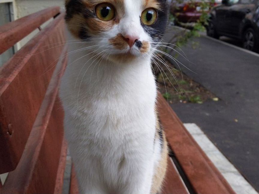 Трёхцветная кошечка