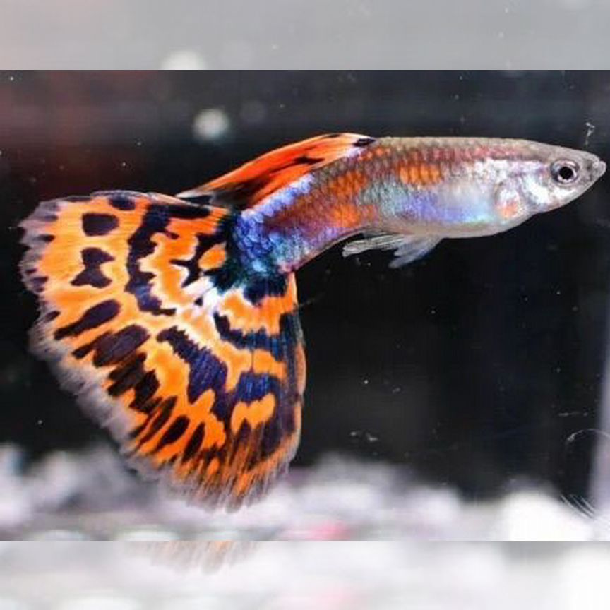 Рыбки гуппи