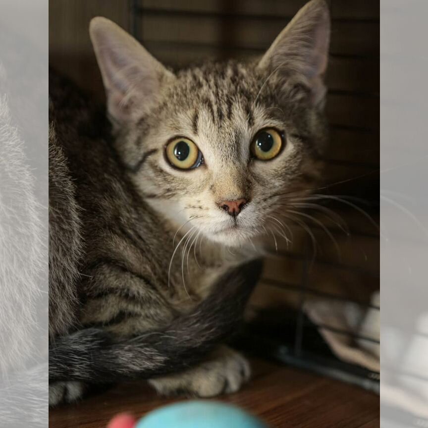 Котёнок, девочка, Милания (Милка), 5 месяцев