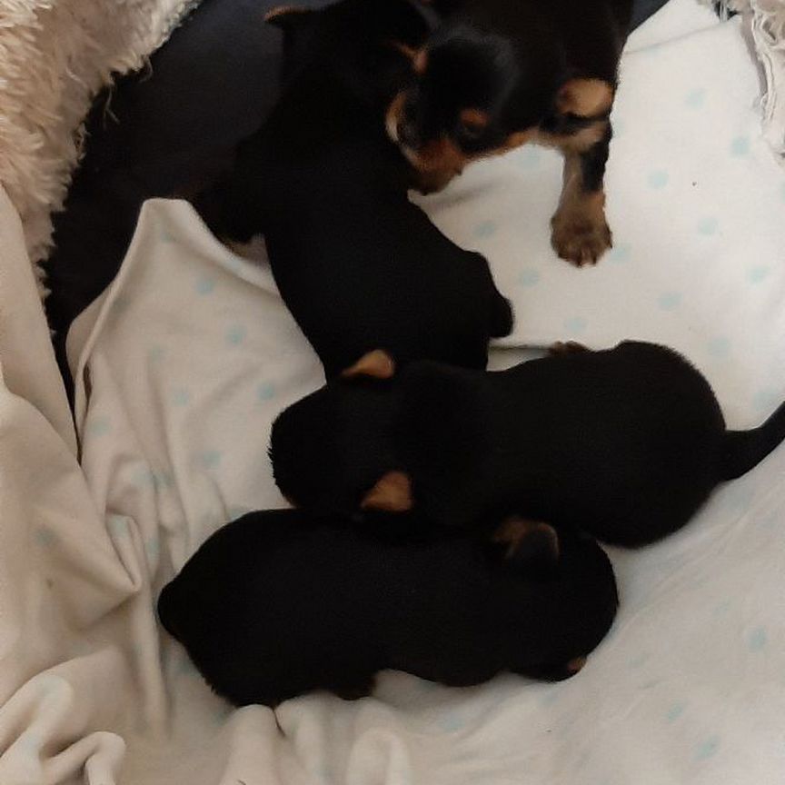 Йоркширский терьер щенки