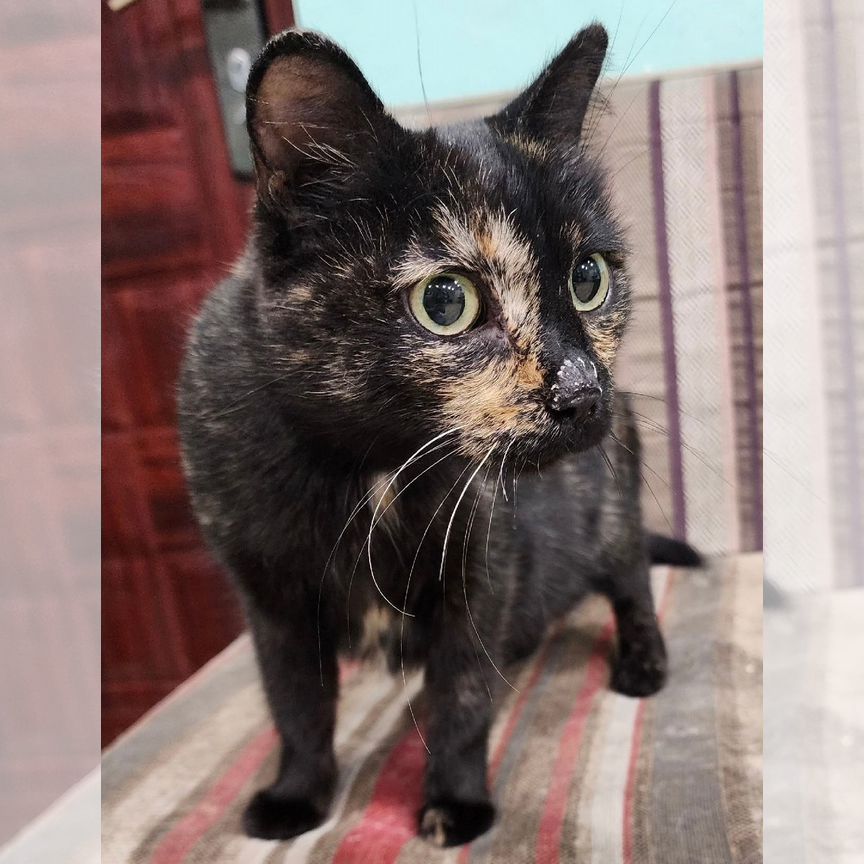 Взрослая кошка в добрые руки