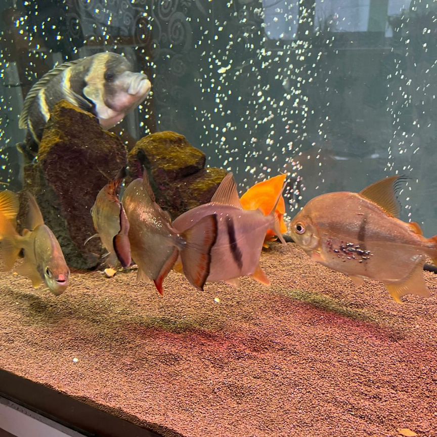 Рыбки милеусы