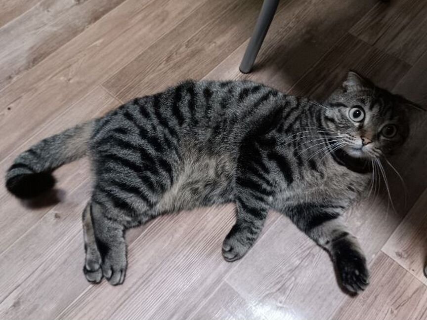 Кошечка в добрые руки