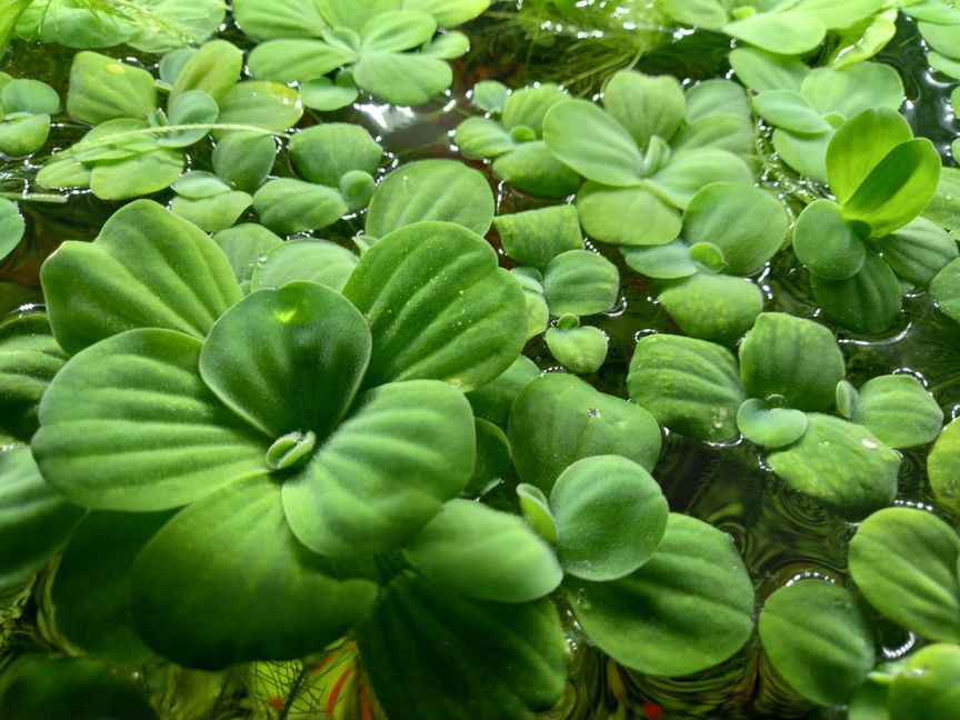 Аквариумная прополка