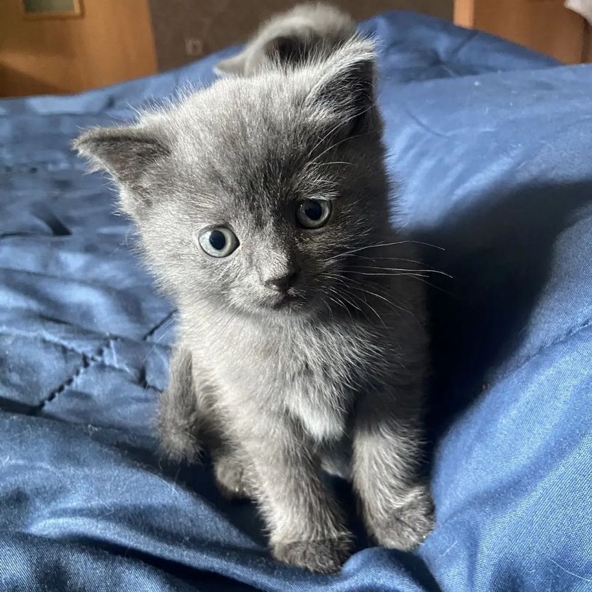 Британский длинношёрстный котёнок