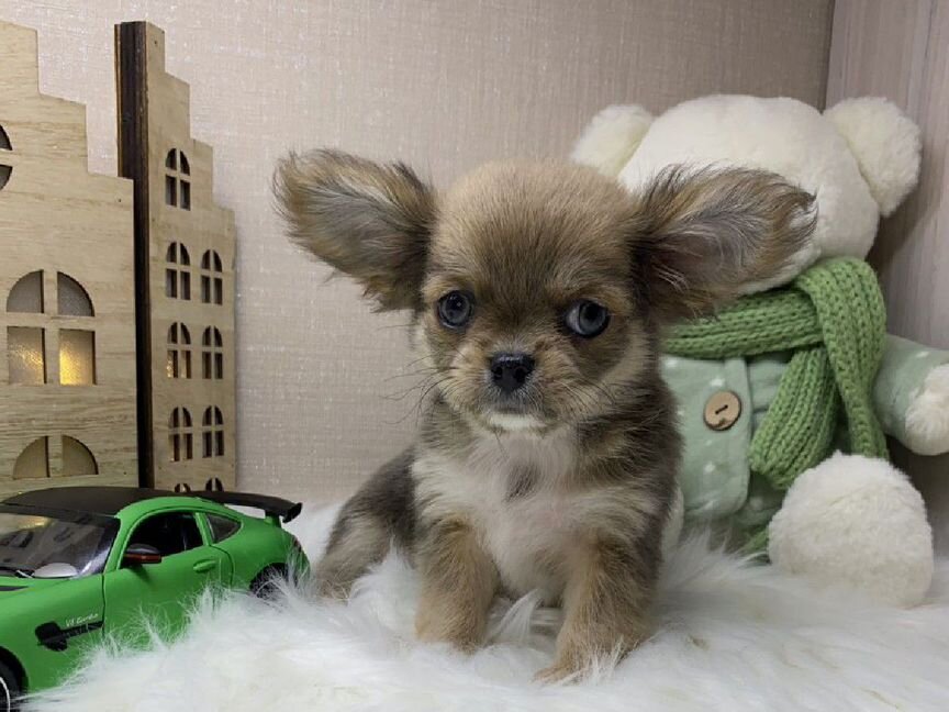 Щенки чихуахуа большой выбор окрасов