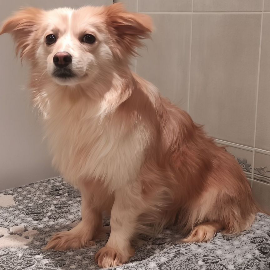 Взрослый пёс в добрые руки