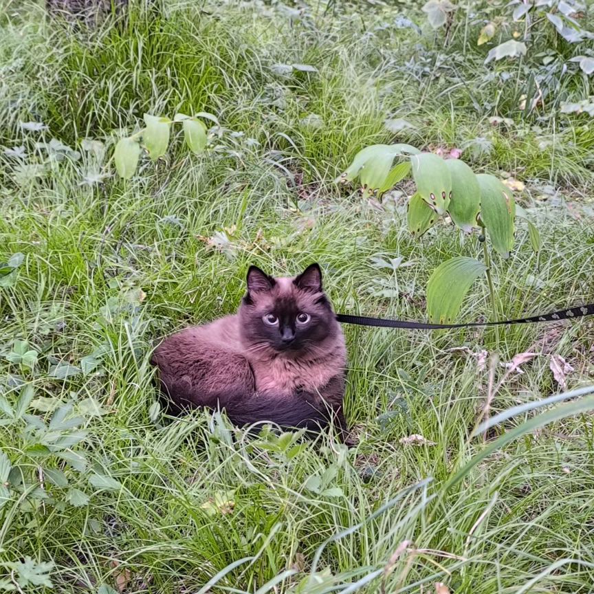 Отдам хорошего породистого кота(сиамский)