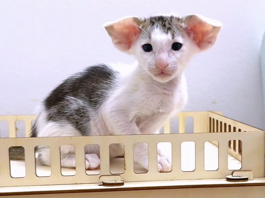 Ориентальный котенок редкого окраса