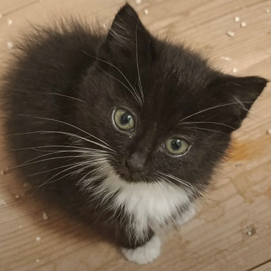 Котёнок в добрые руки