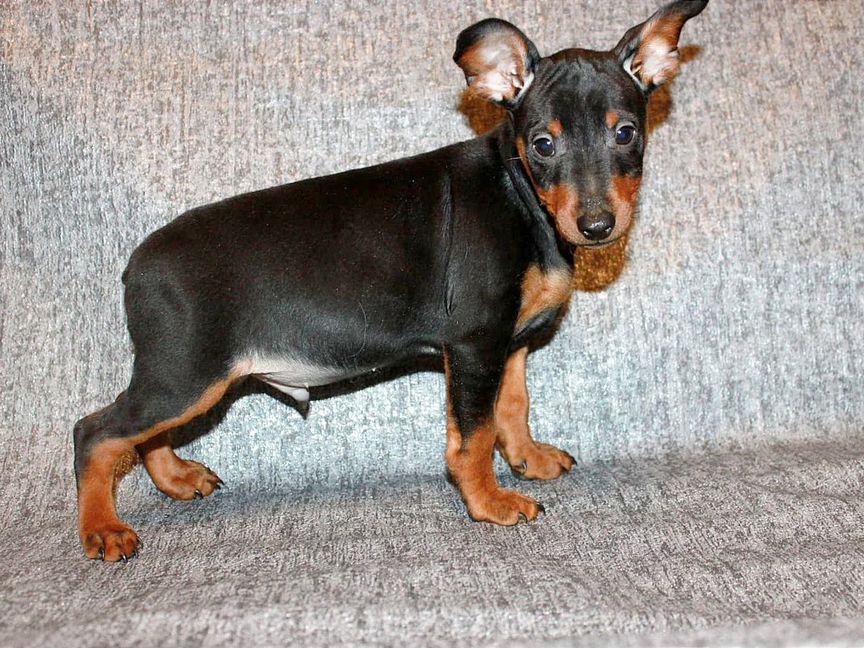 Мальчики-с-пальчики