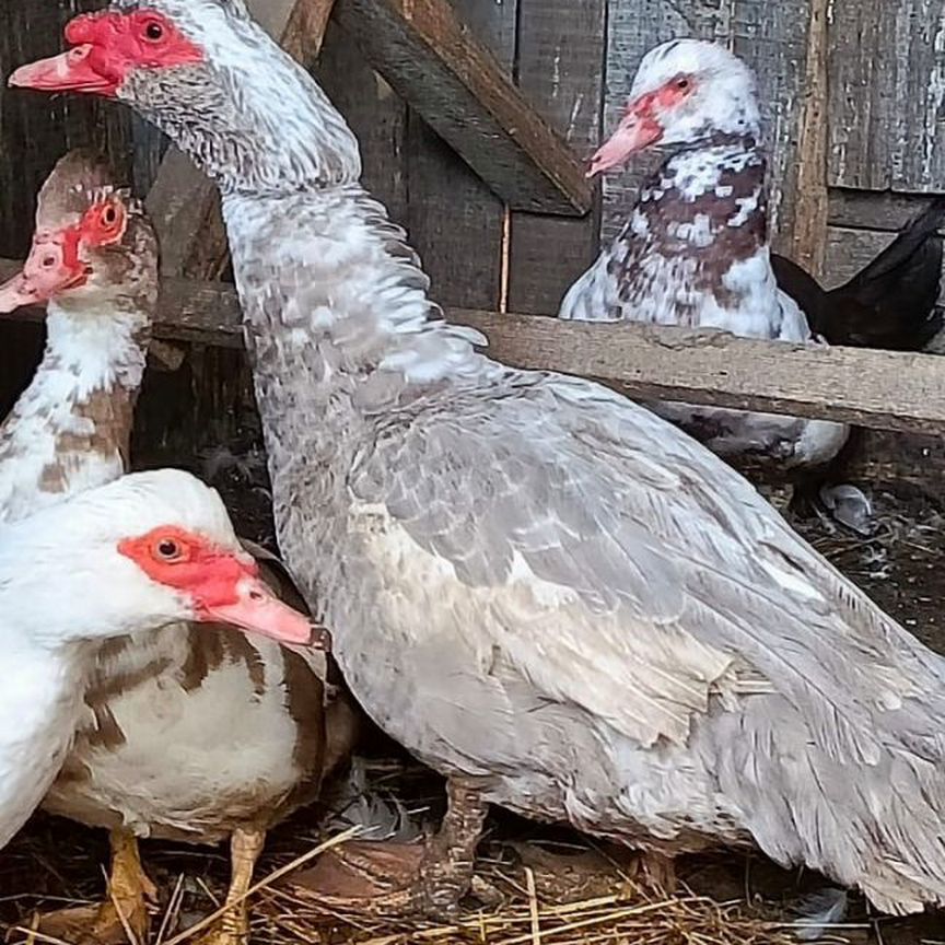 Мускусные утки