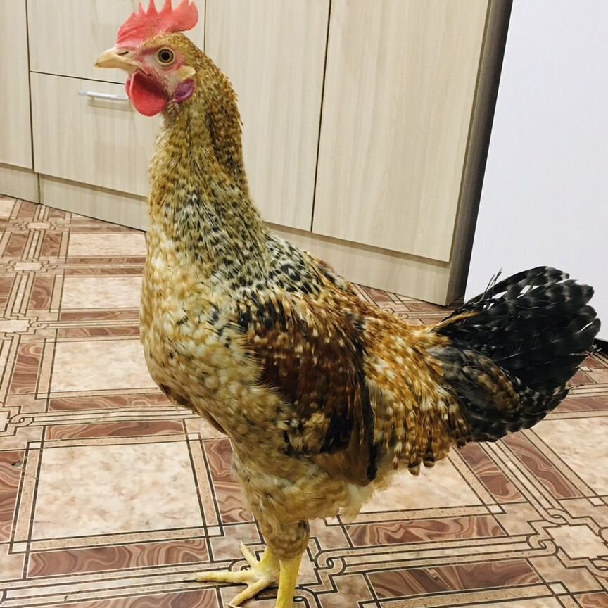 Петух молодой