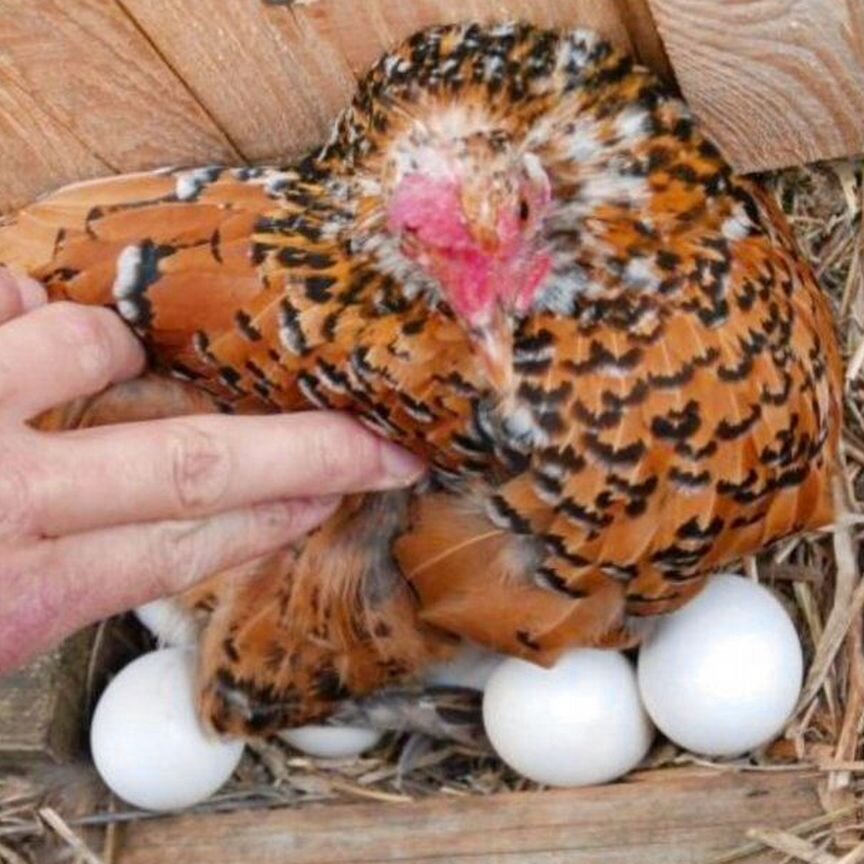 Ия Бентамки