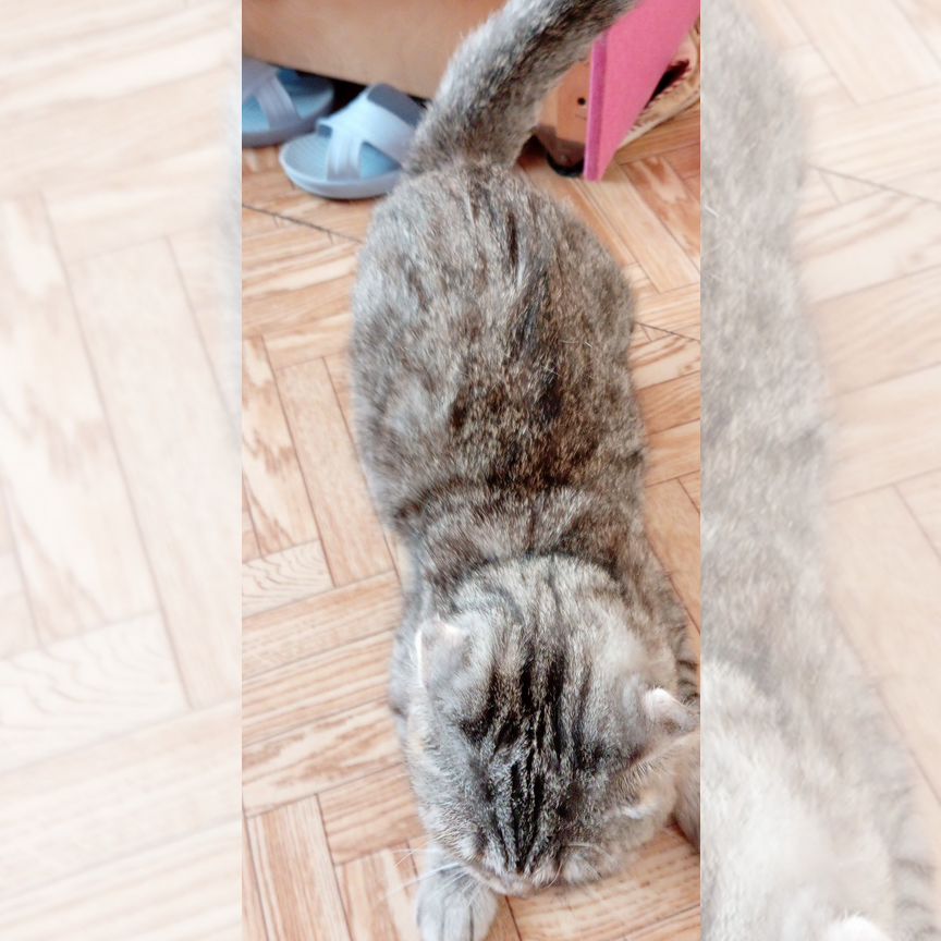 Отдаётся кошка вислоухая