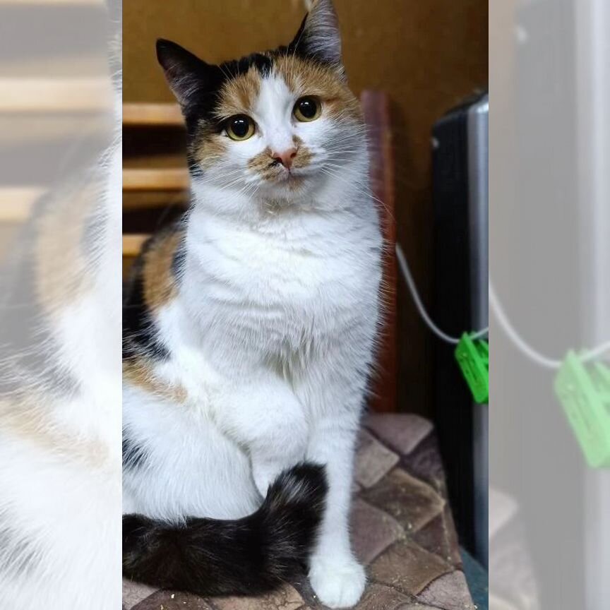 Взрослая, кошка в добрые руки