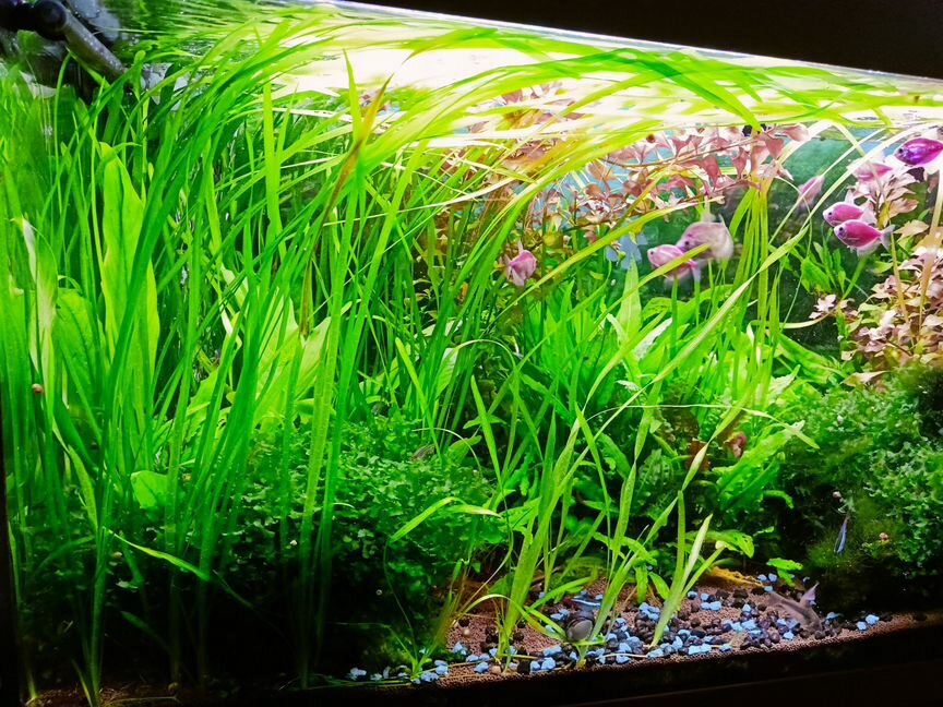 Расписания для аквариума