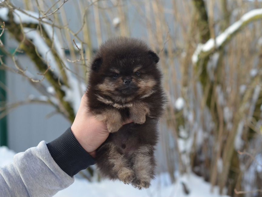 Померанский шпиц мини