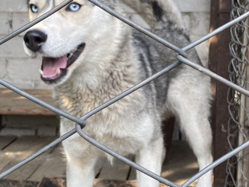 Хаски-девочку в хорошие руки
