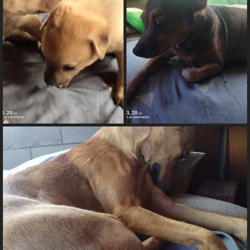 Отдам щенков