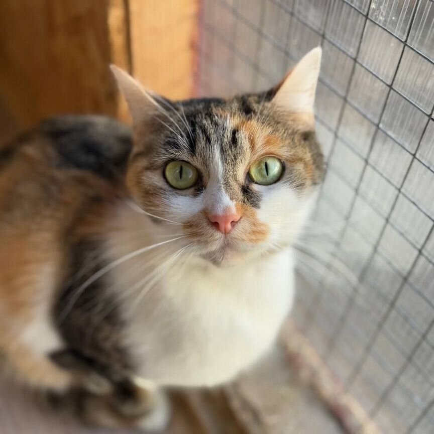 Кошки бесплатно