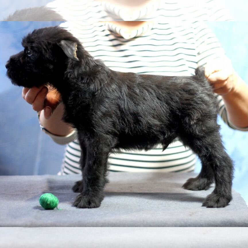 Ризеншнауцер, щенок