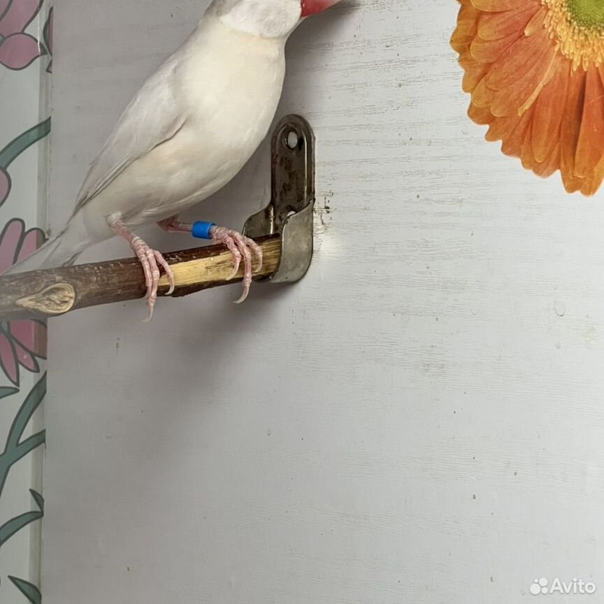 Рисовая амадина