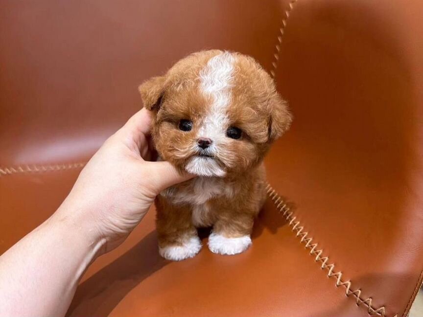 Мальтипу мини