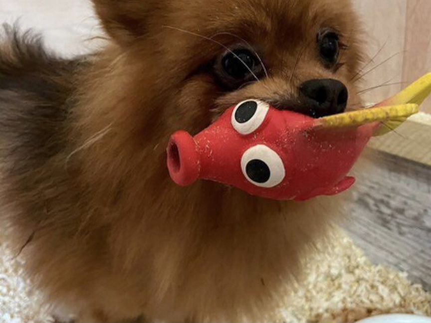 Шпиц девочка