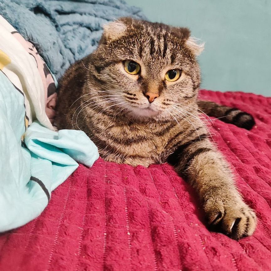 Кошка никому не нужна