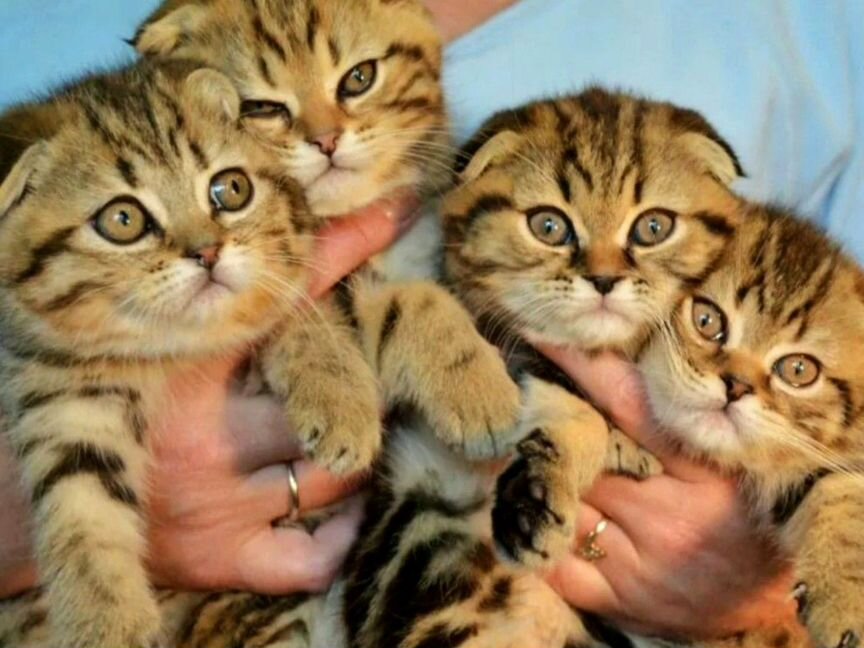 Элитные Вислоухие Медвежата)