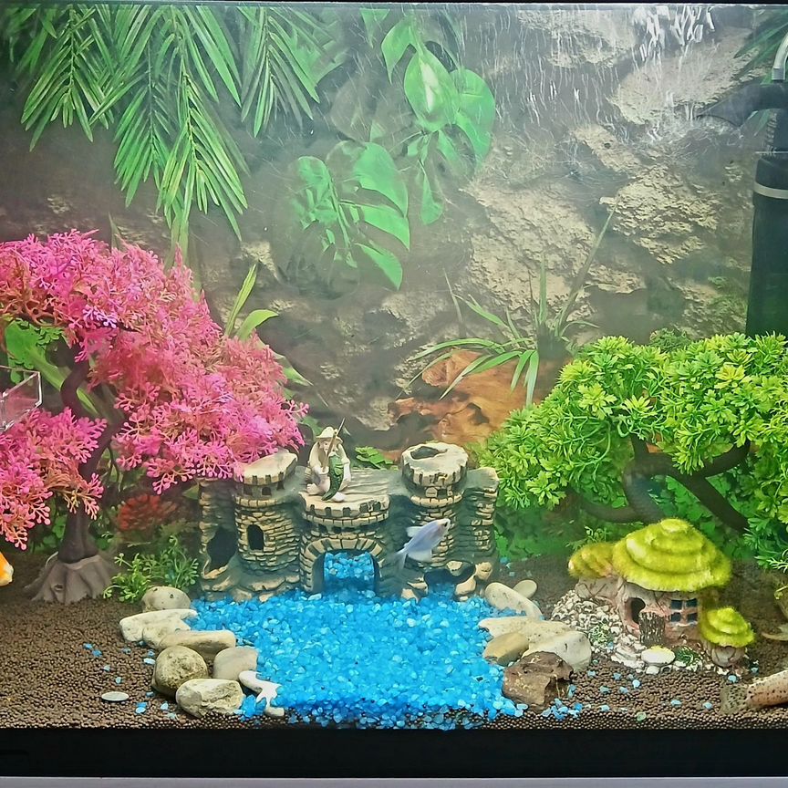 Сомики коридорасы