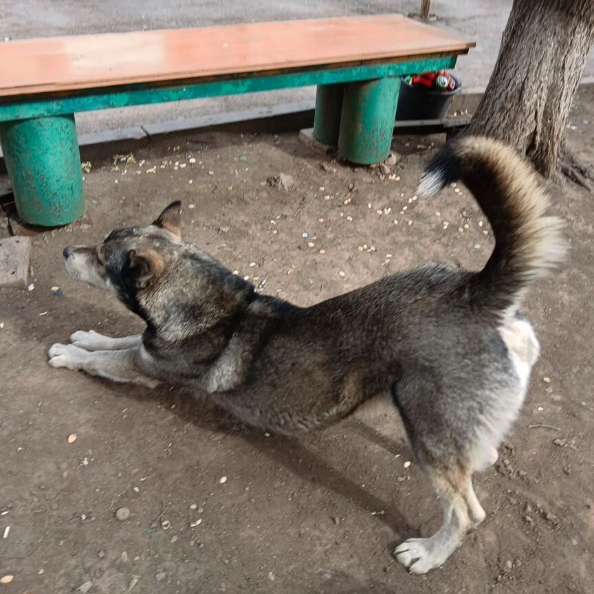 Собаке супер друг