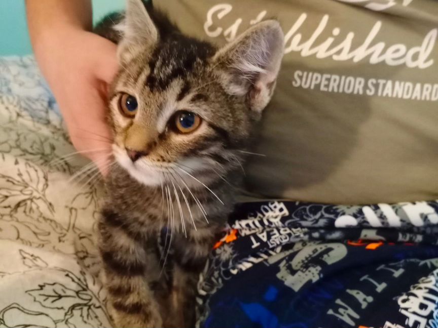 Ласковый полосатый малыш 2,5 месяца