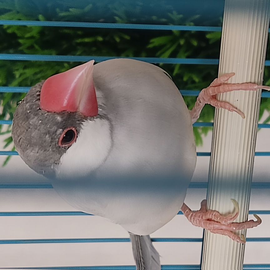 Самец рисовой амадины