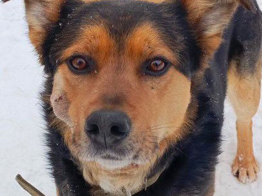 Собака в добрые руки