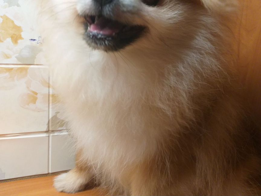 Померанский шпиц