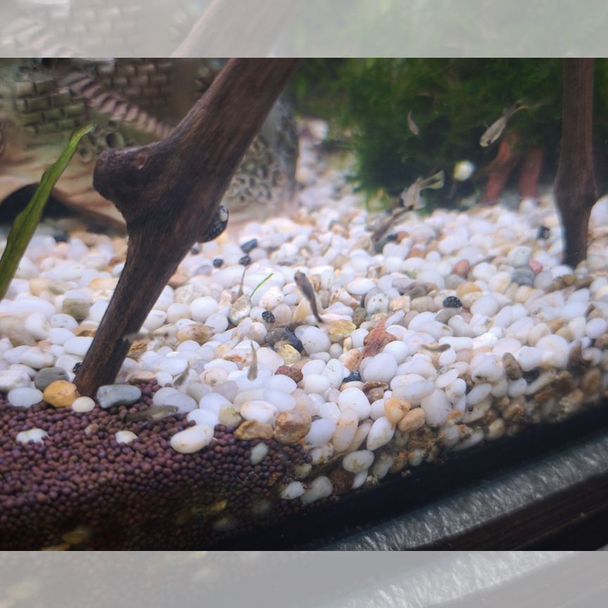 Аквариумные рыбки гуппи